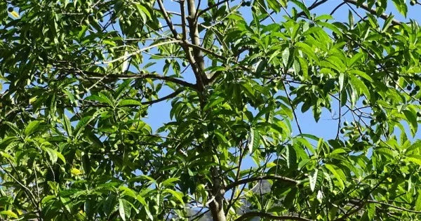 All You Need to Know about Rudraksha Tree