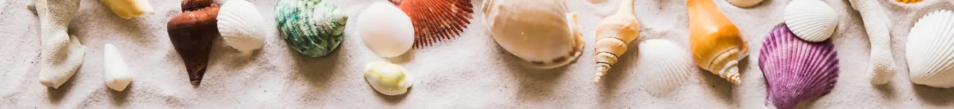 Buy Dakshinavarti Shankh & Carved Shankhs - Pandit.com