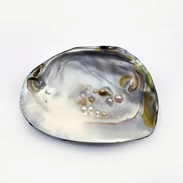 Mother of Pearl Sea Shell – Pandit.com