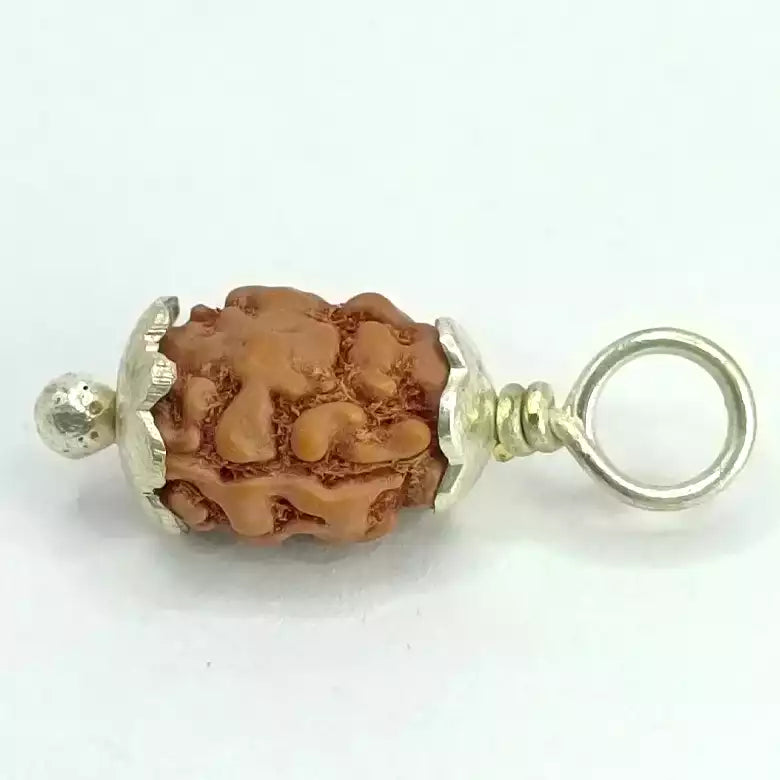 Two Mukhi Premium Rare Rudraksha – Pandit.com